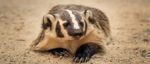 American Badger Characteristics | Facts, Habitat & Diet | Presto-X