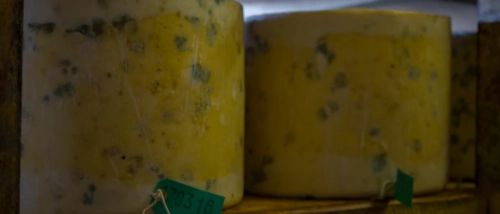 Cheese Mite Facts & Characteristics | Presto-X Pest Control