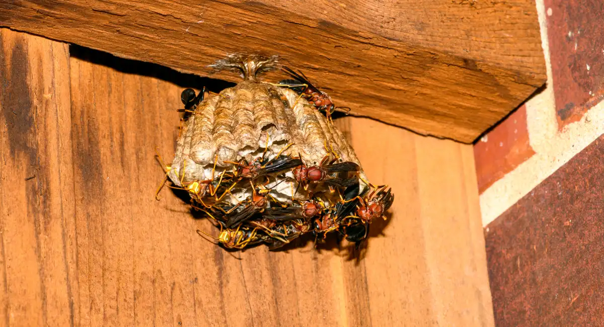 Red Paper Wasp Facts & Information | Presto-X Pest Control